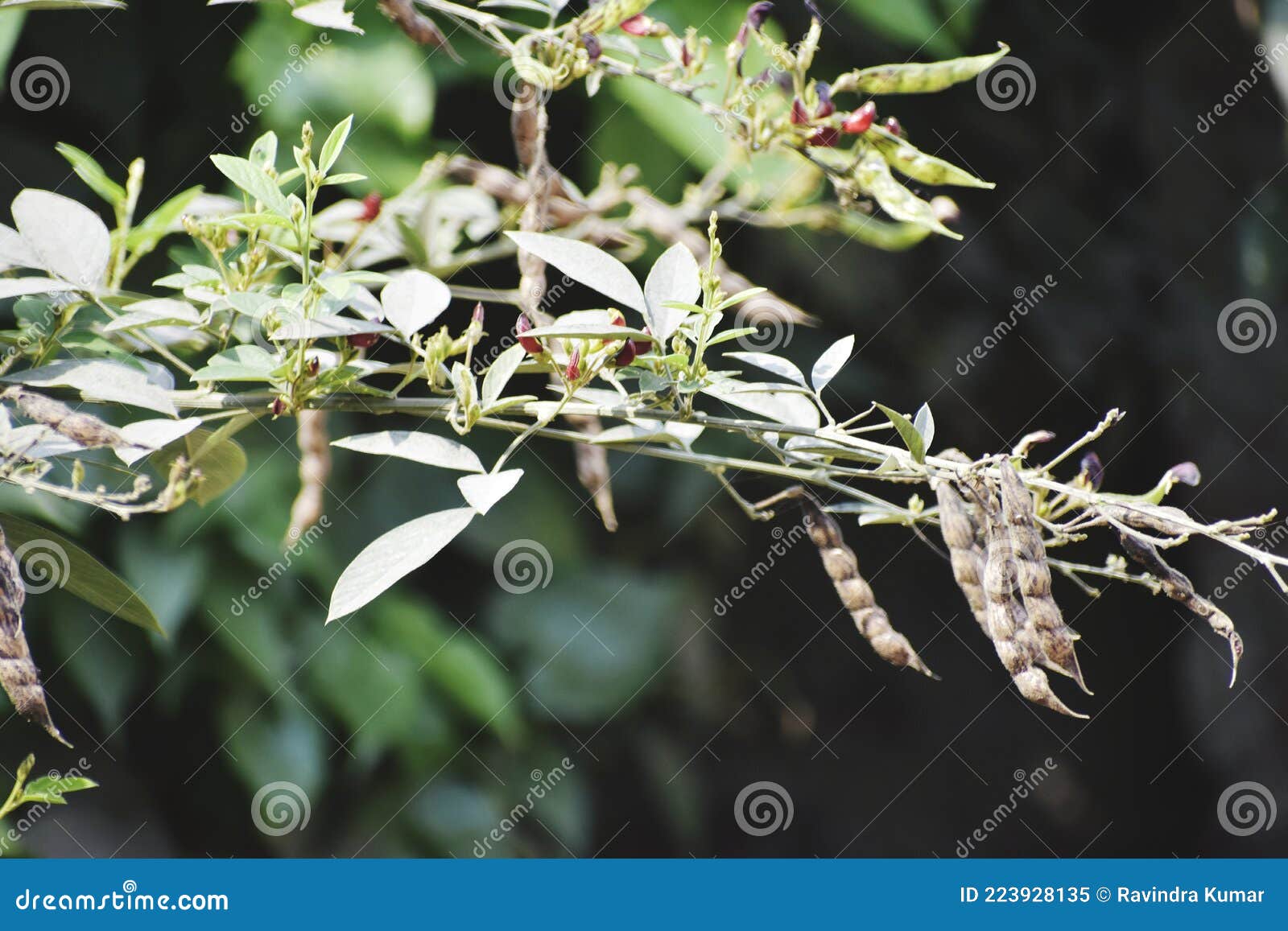 Plants and fruits of tur stock image. Image of fruits - 223928135