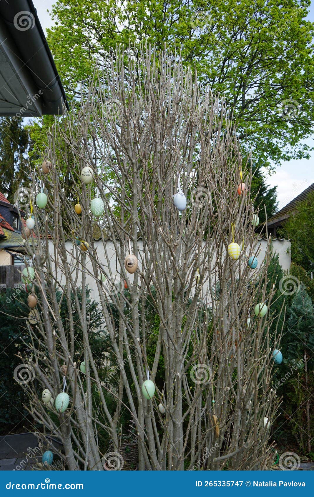 Easter Eggs Adorn the Branches of the Hibiscus Bush in Spring. Berlin ...