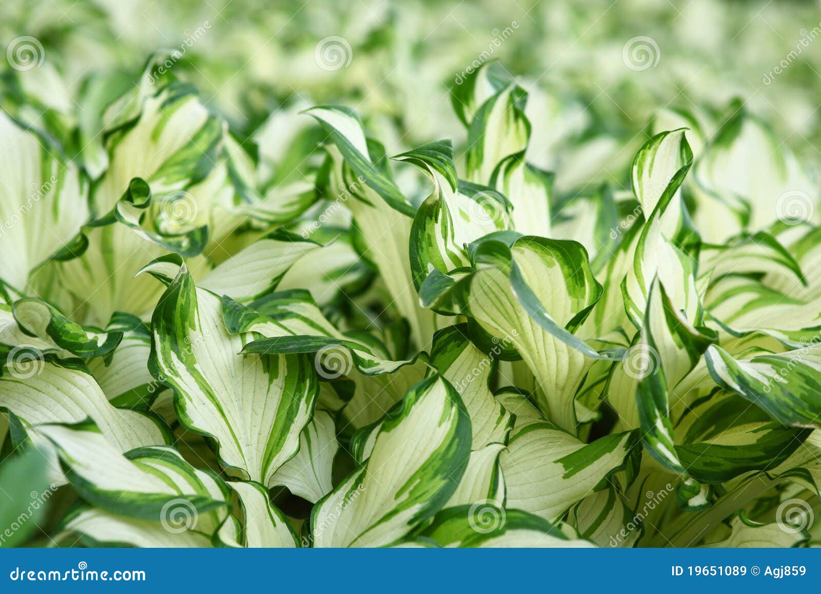 Plants in the Garden Green Edge Stock Image - Image of white, edge ...