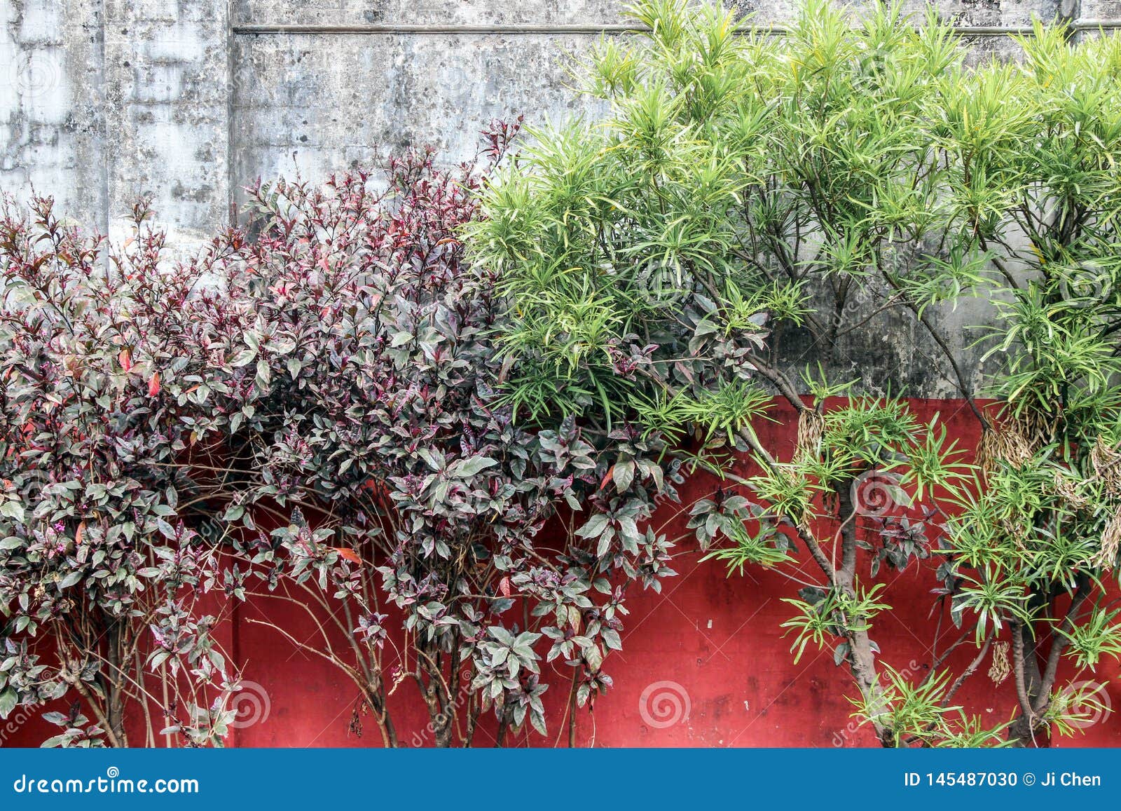Plants in Garden with Rusty Wall Stock Photo - Image of texture, summer ...