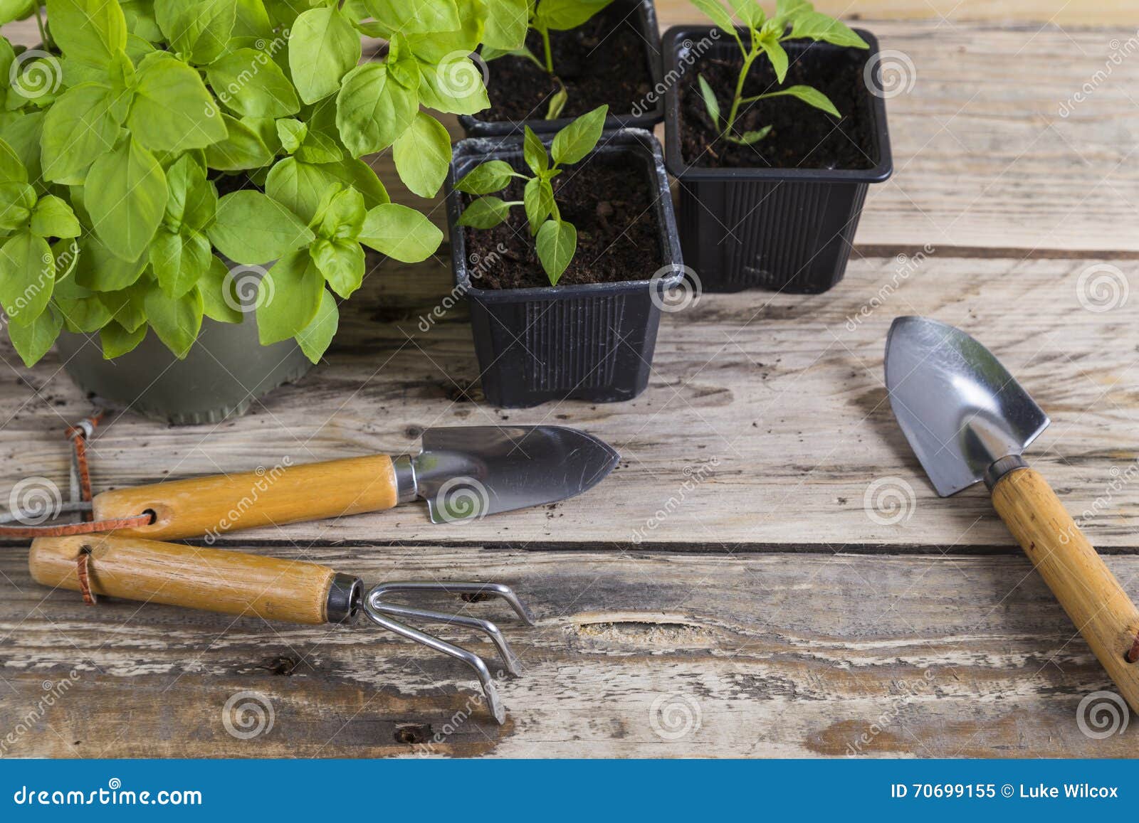 Plants and gardening tools stock image. Image of spade - 70699155