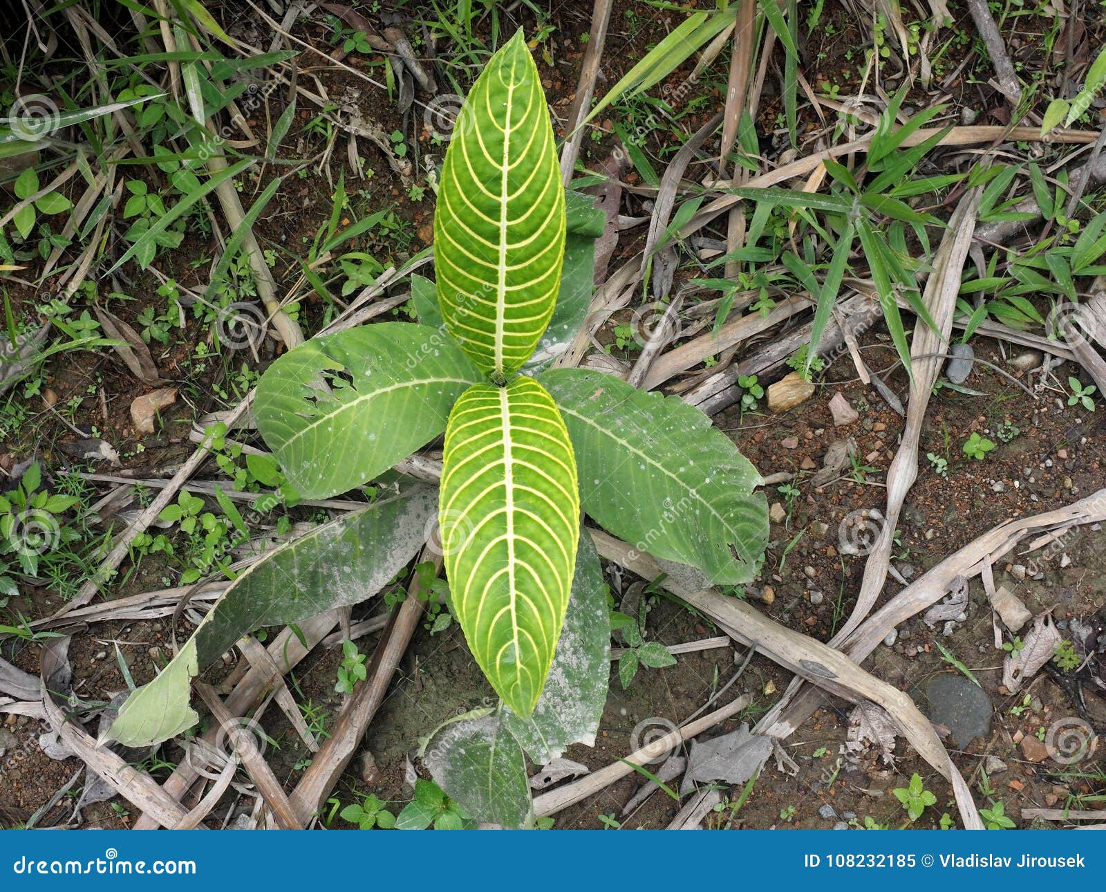 Plants of the Genus Marantaceae, Mindo, Ecuador Stock Image - Image of ...