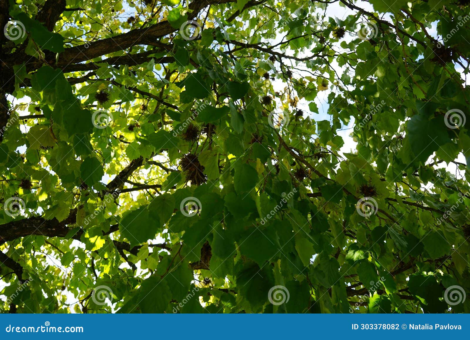 Corylus Colurna Grows in October. Berlin, Germany Stock Photo - Image ...
