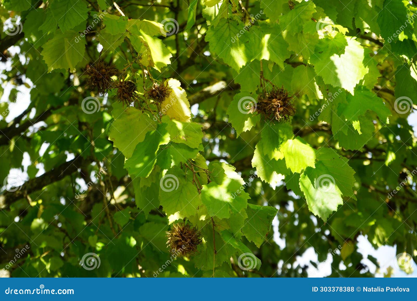 Corylus Colurna Grows in October. Berlin, Germany Stock Photo - Image ...