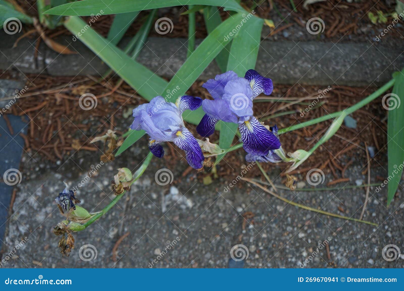 Historical Iris X Germanica Neglecta in May. Berlin, Germany Stock ...