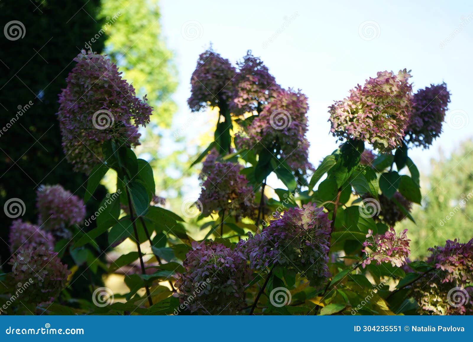 Hydrangea Paniculata Blooms in the Garden in October. Berlin, Germany ...