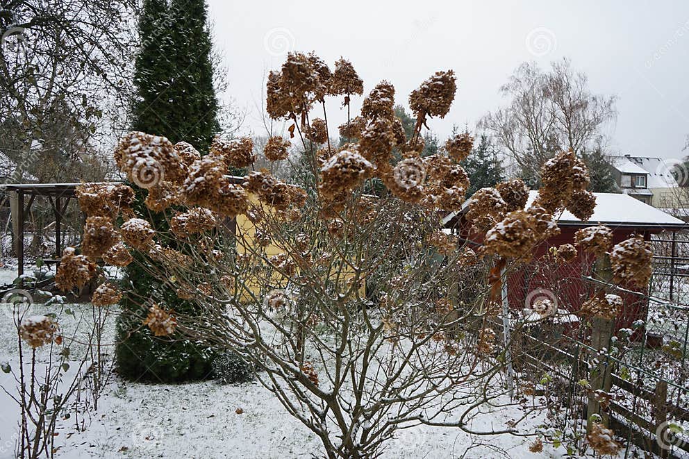 Hydrangea Paniculata Grows Under the Snow in December in the Garden ...