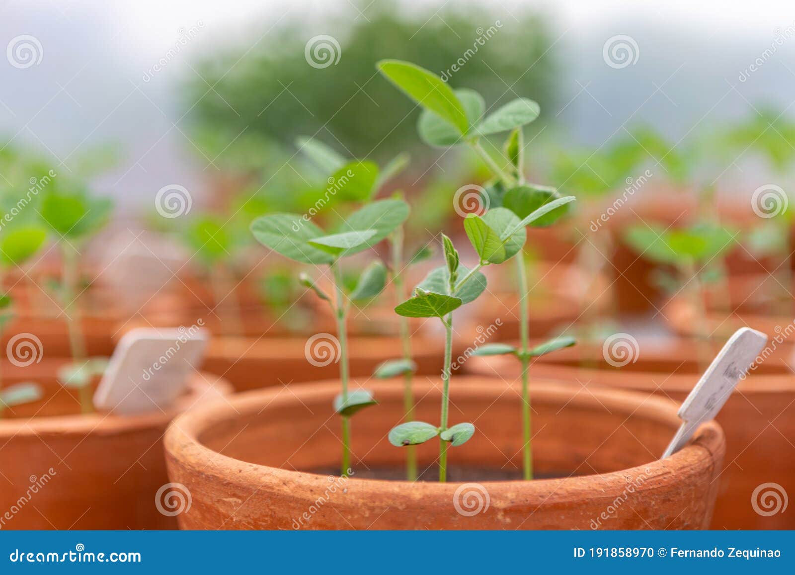 Plants Germination on Pots Close Up Stock Photo - Image of industry ...