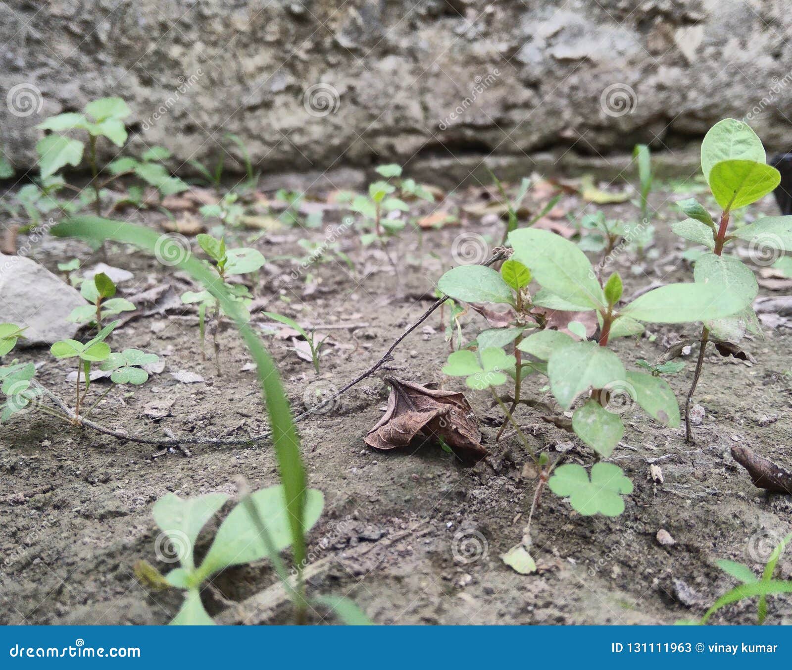 Plants of Goava stock image. Image of natural, leafs - 131111963