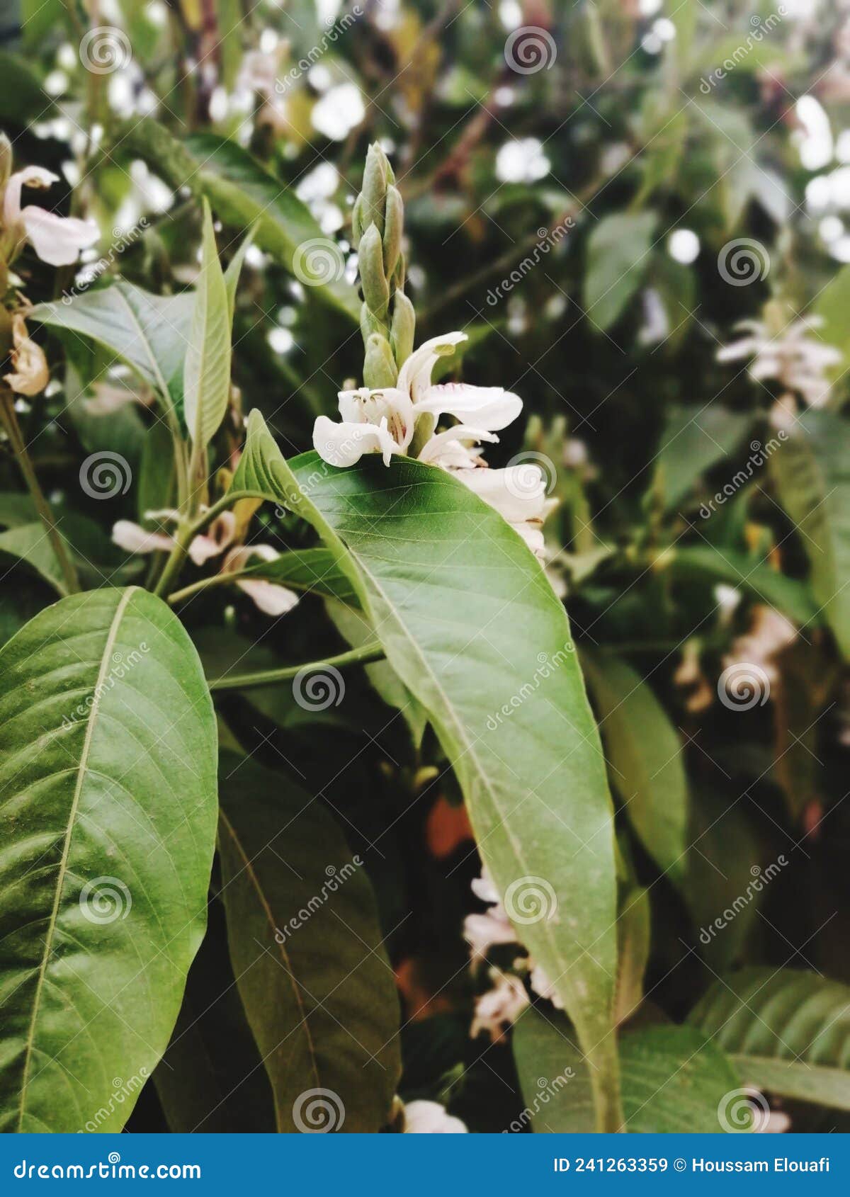 Plants in a graden stock image. Image of plant, food - 241263359