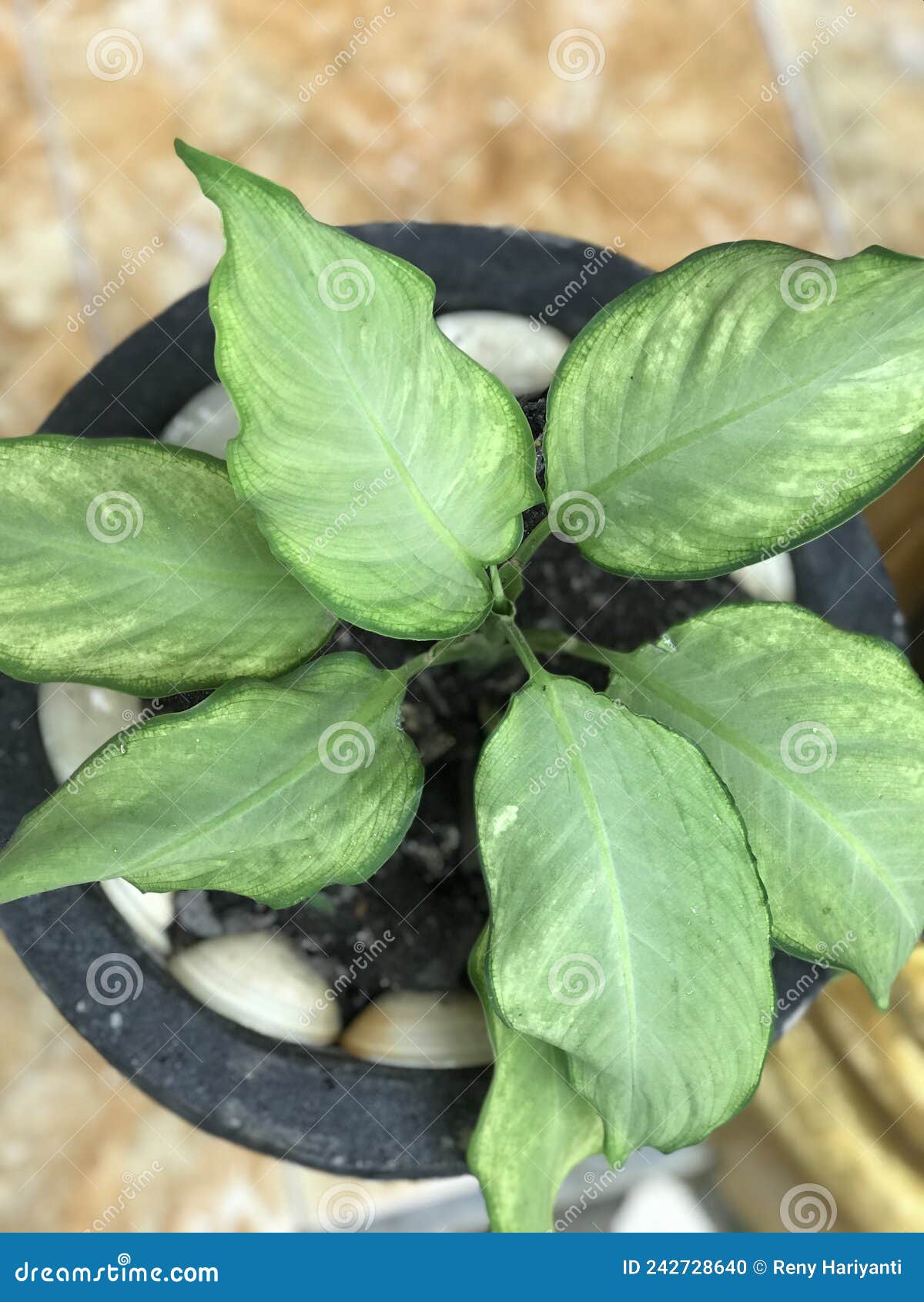 Plants stock photo. Image of nice, good, beautiful, plants - 242728640