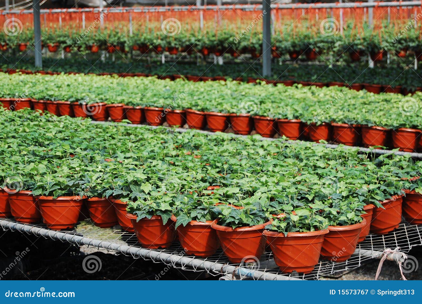 Plants in green house stock image. Image of agriculture - 15573767