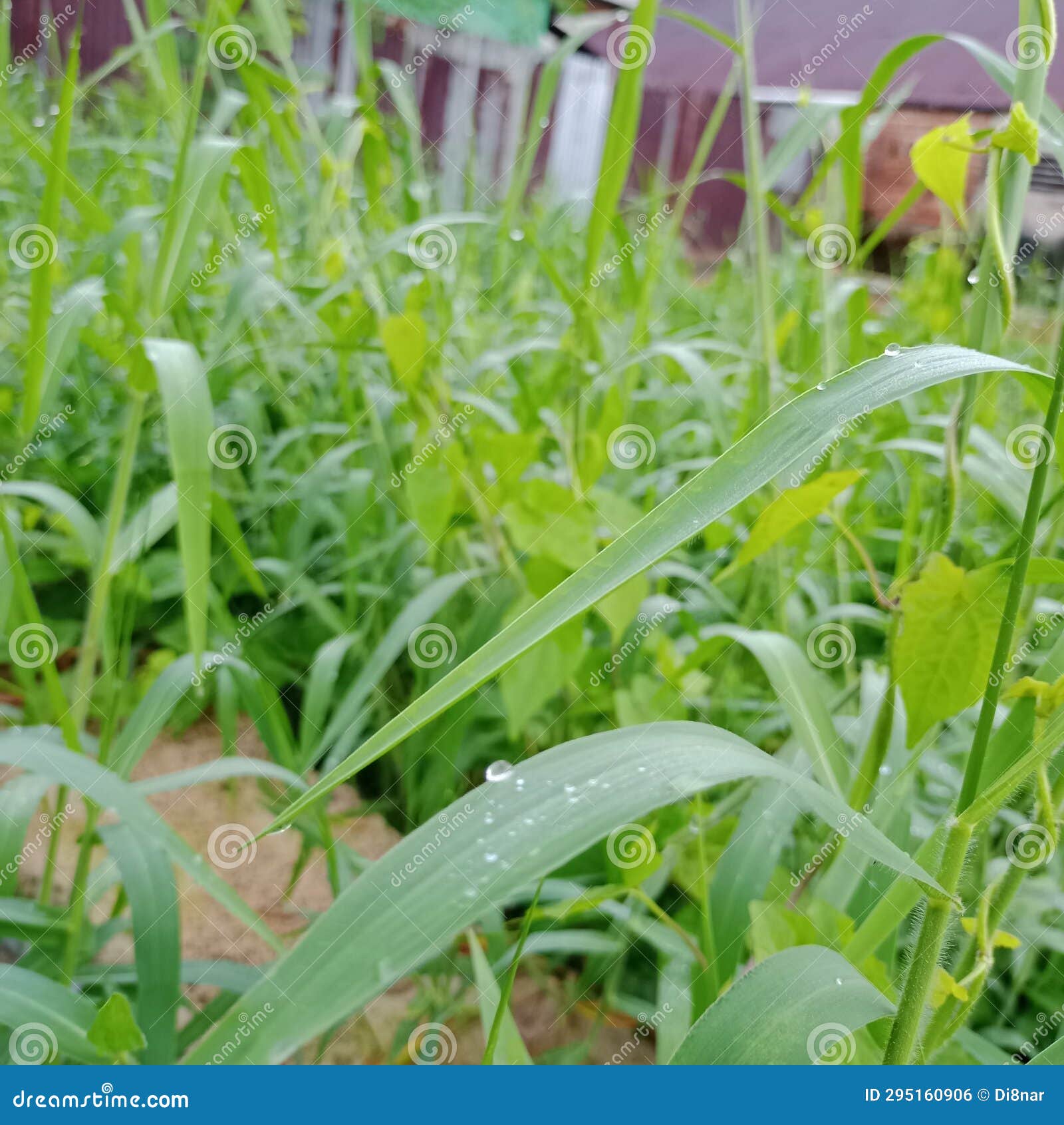 Plants Green and Morning Dew on a Beautiful Morning Stock Photo - Image ...