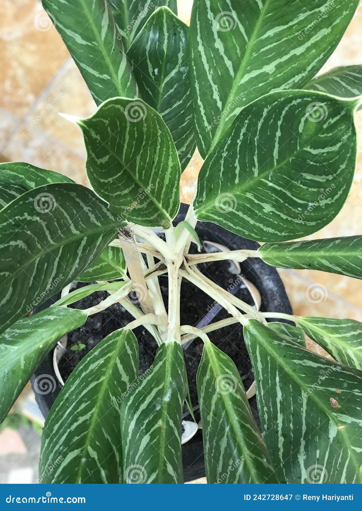 Plants stock image. Image of nice, good, plants, beutiful - 242728647