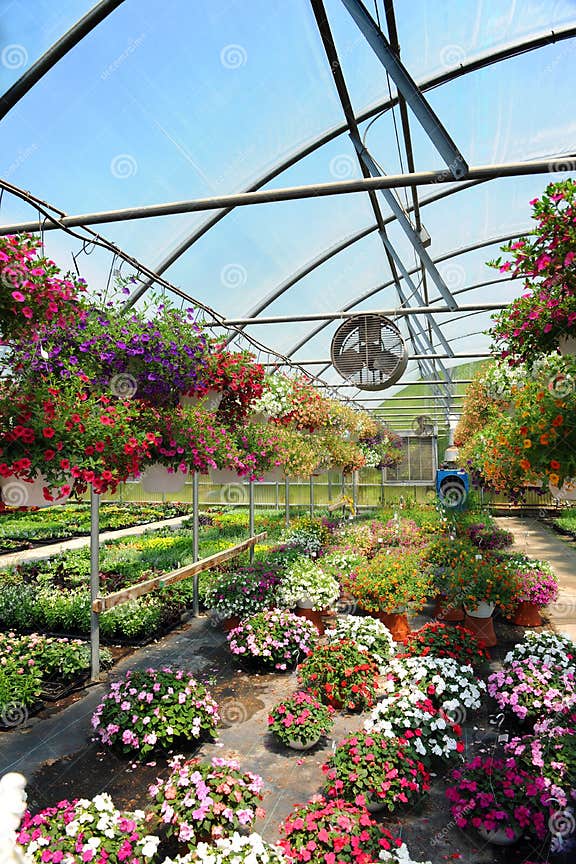 Plants in Greenhouse stock photo. Image of nursery, outdoors - 14391262