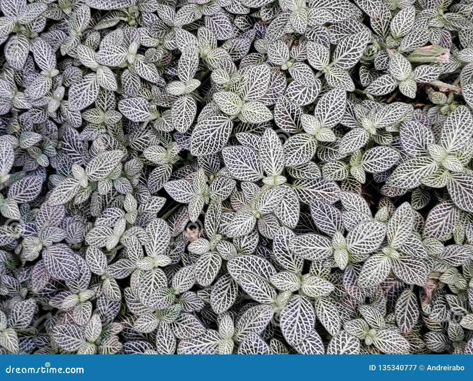 Plants ground cover stock image. Image of plants, light - 135340777