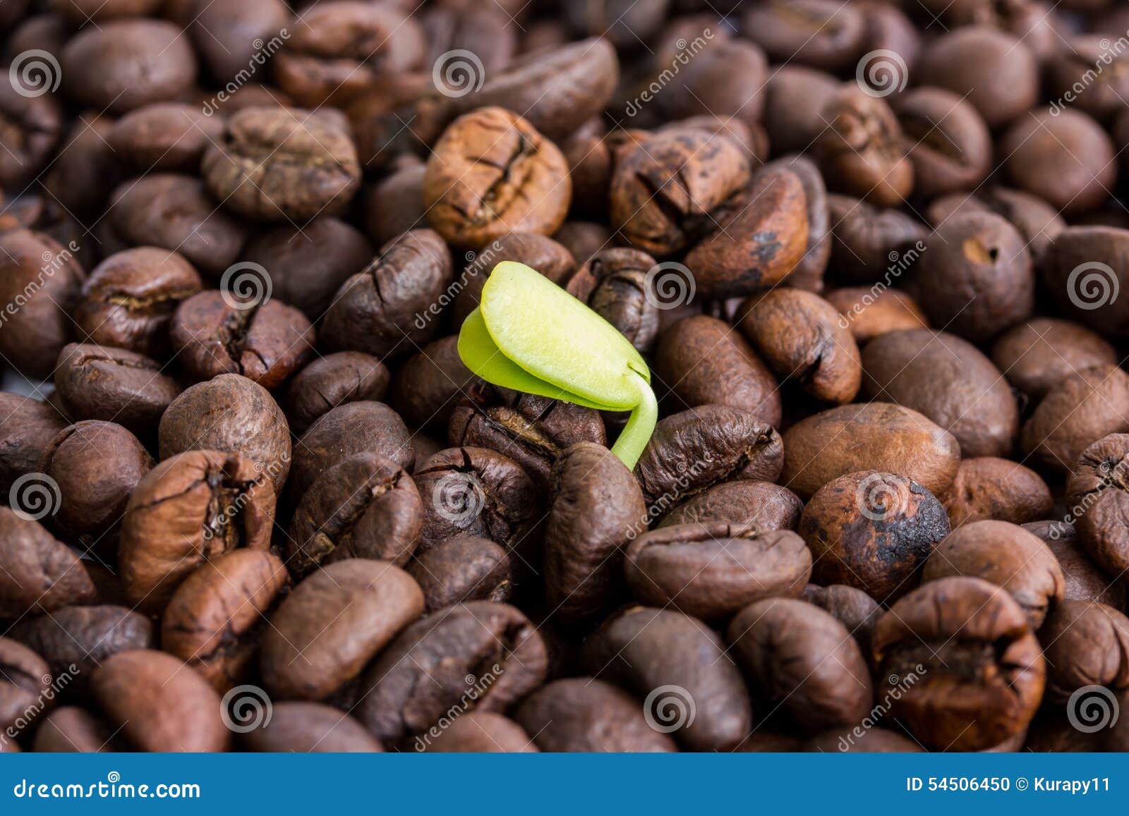 Plants grow on beans stock photo. Image of coffee, grow - 54506450