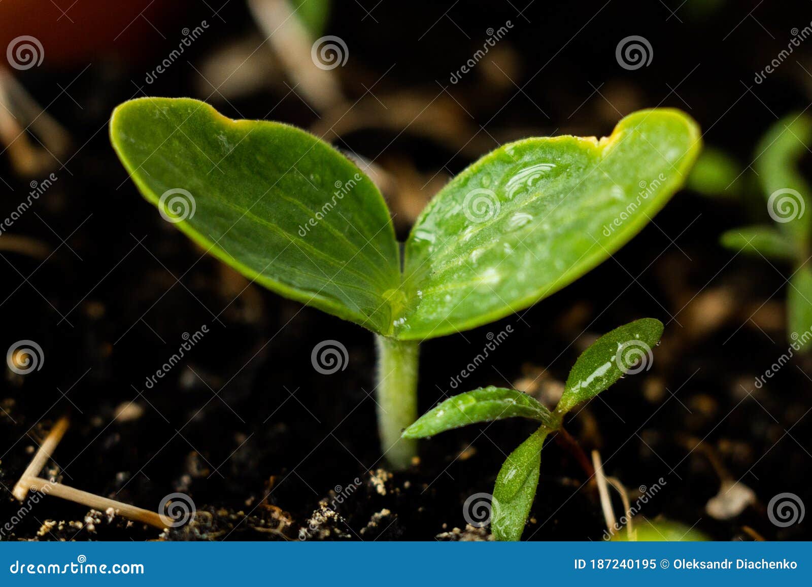 Plants grow in the ground stock image. Image of agriculture - 187240195