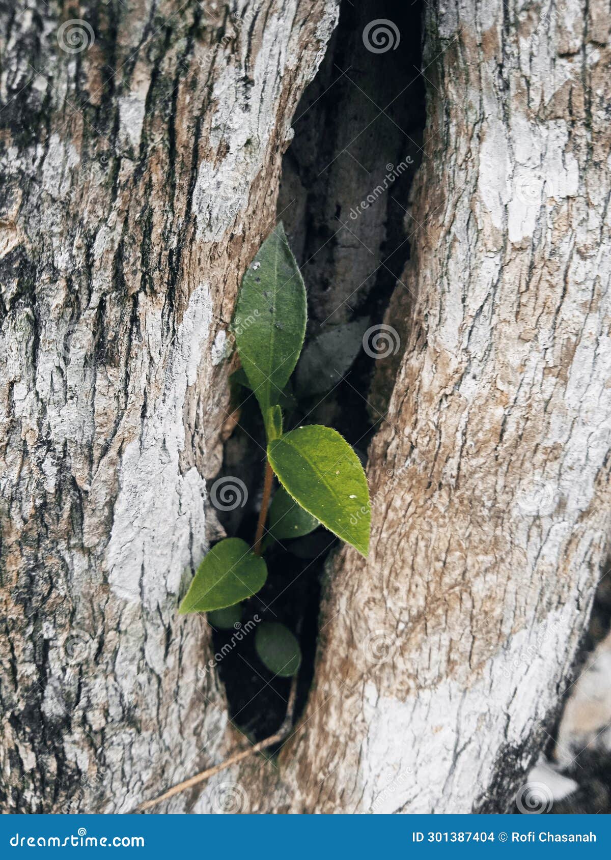 Plants that Grow Inside Tree Trunks Stock Photo - Image of plants, grow ...