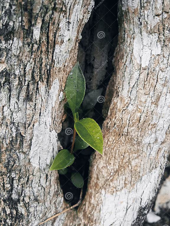 Plants that Grow Inside Tree Trunks Stock Photo - Image of plants, grow ...