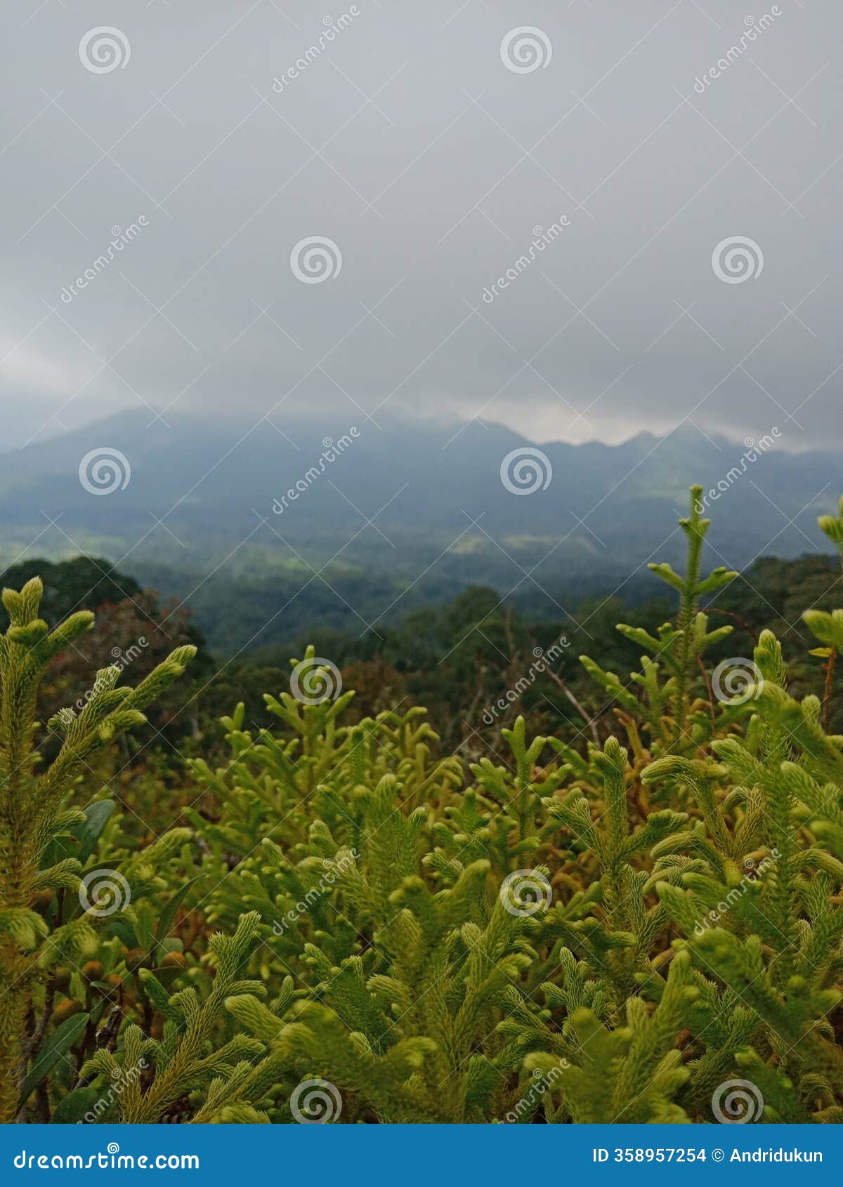 Plants that Grow on Mountains Stock Photo - Image of grow, view: 358957254