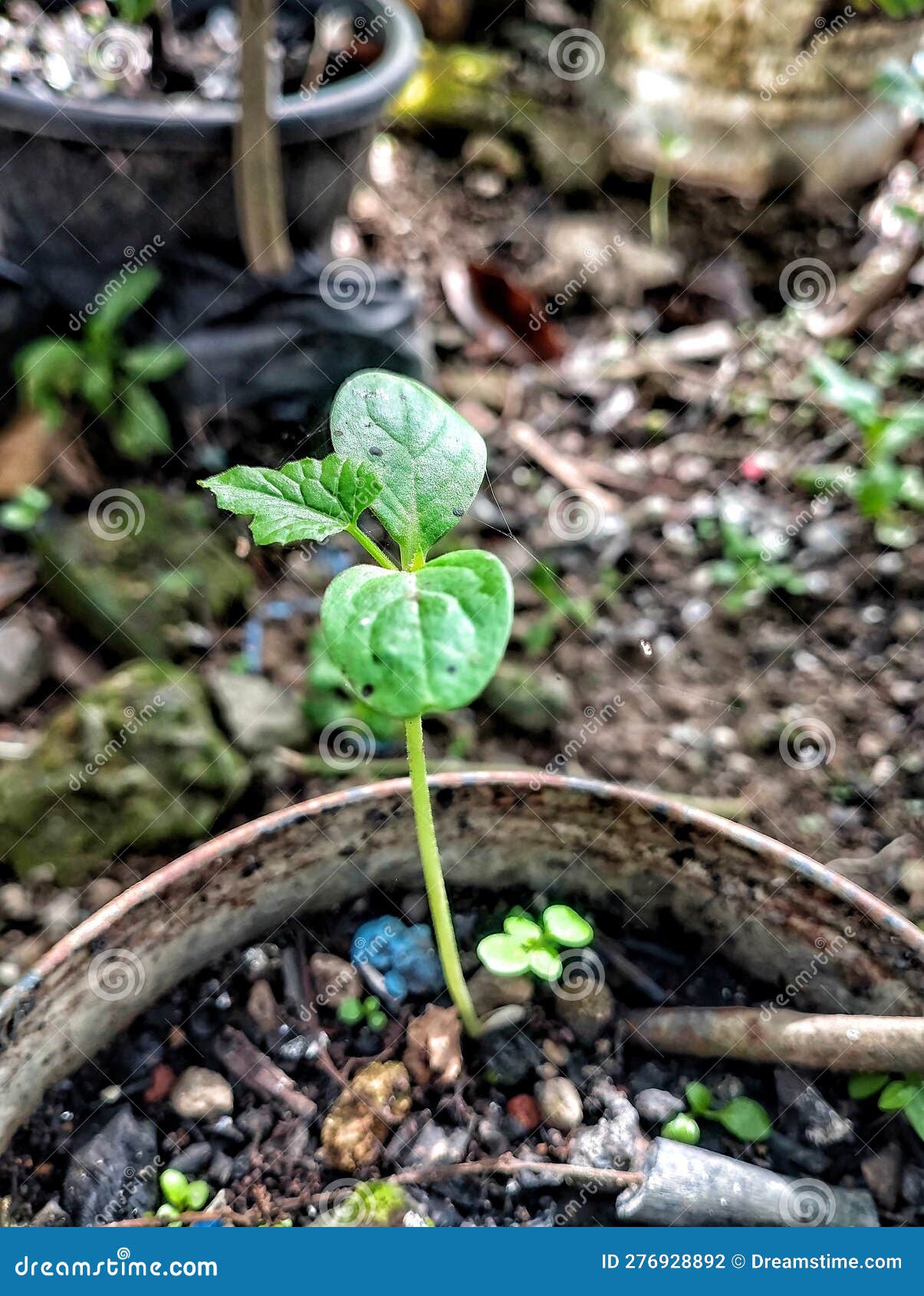 Plants Grow Naturally on the Surface of the Earth Stock Photo - Image ...