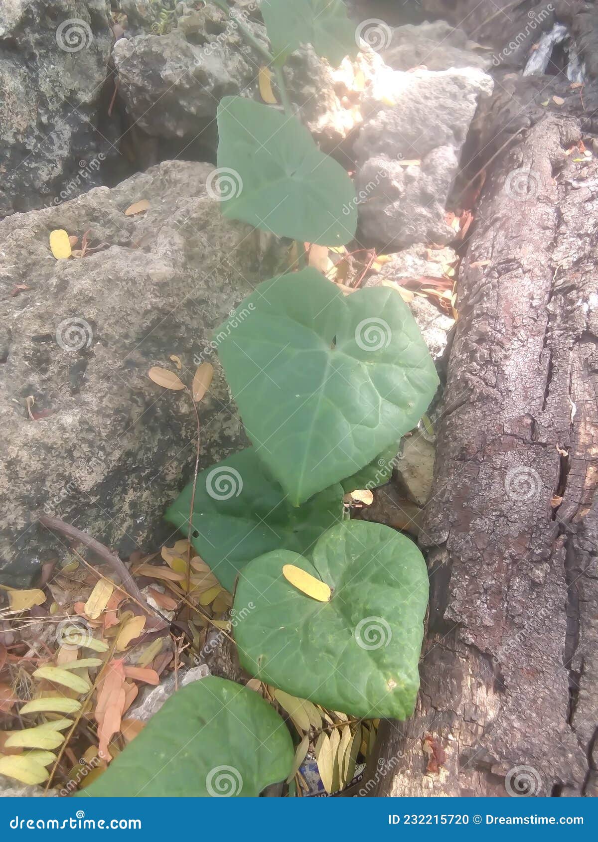 Plants that Grow Naturally Under a Big Tree Stock Photo - Image of tree ...