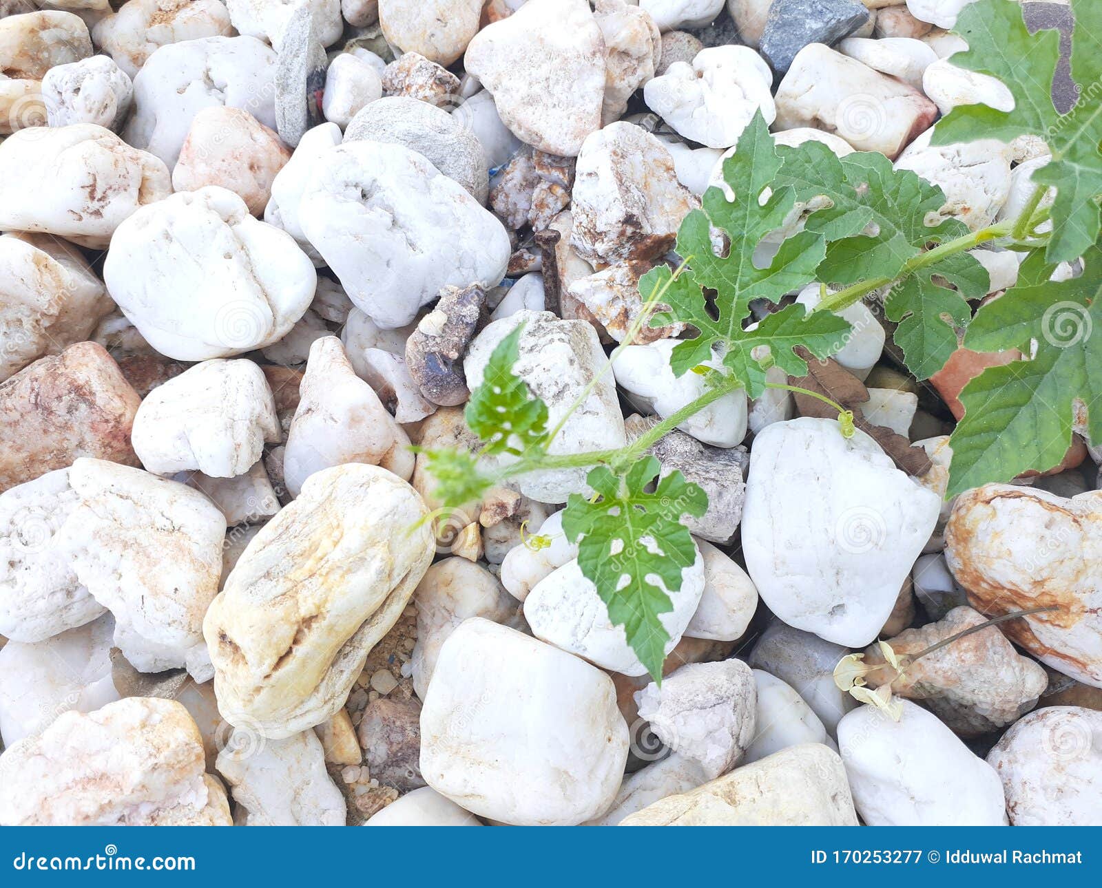 Plants that Grow between Rocks Stock Image - Image of plants, grow ...