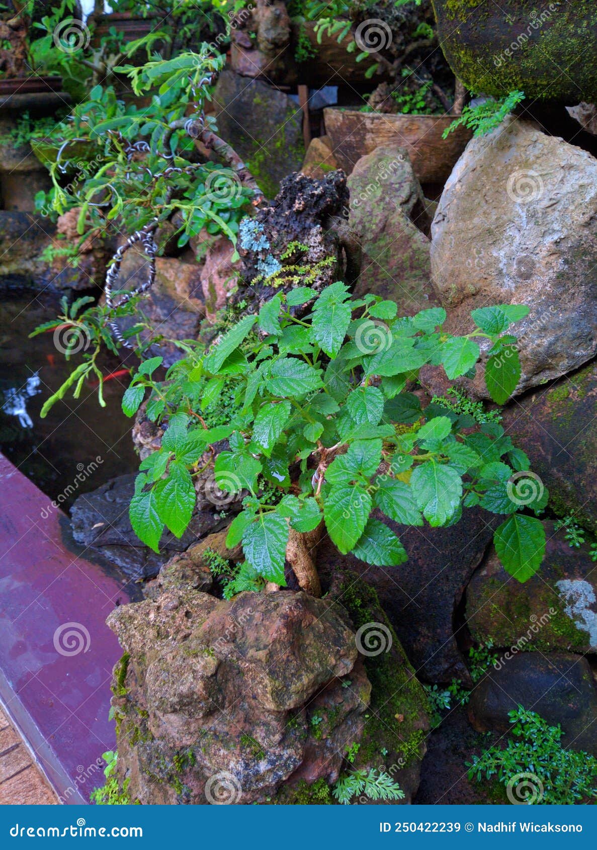 Plants that Grow on Rocks and Fresh Stock Image - Image of plants, tree ...