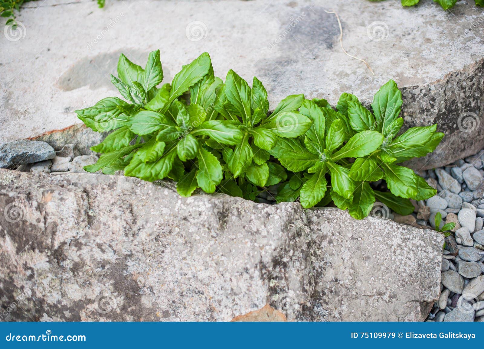 Plants Grow through the Rocks Stock Image - Image of pebble, natural ...