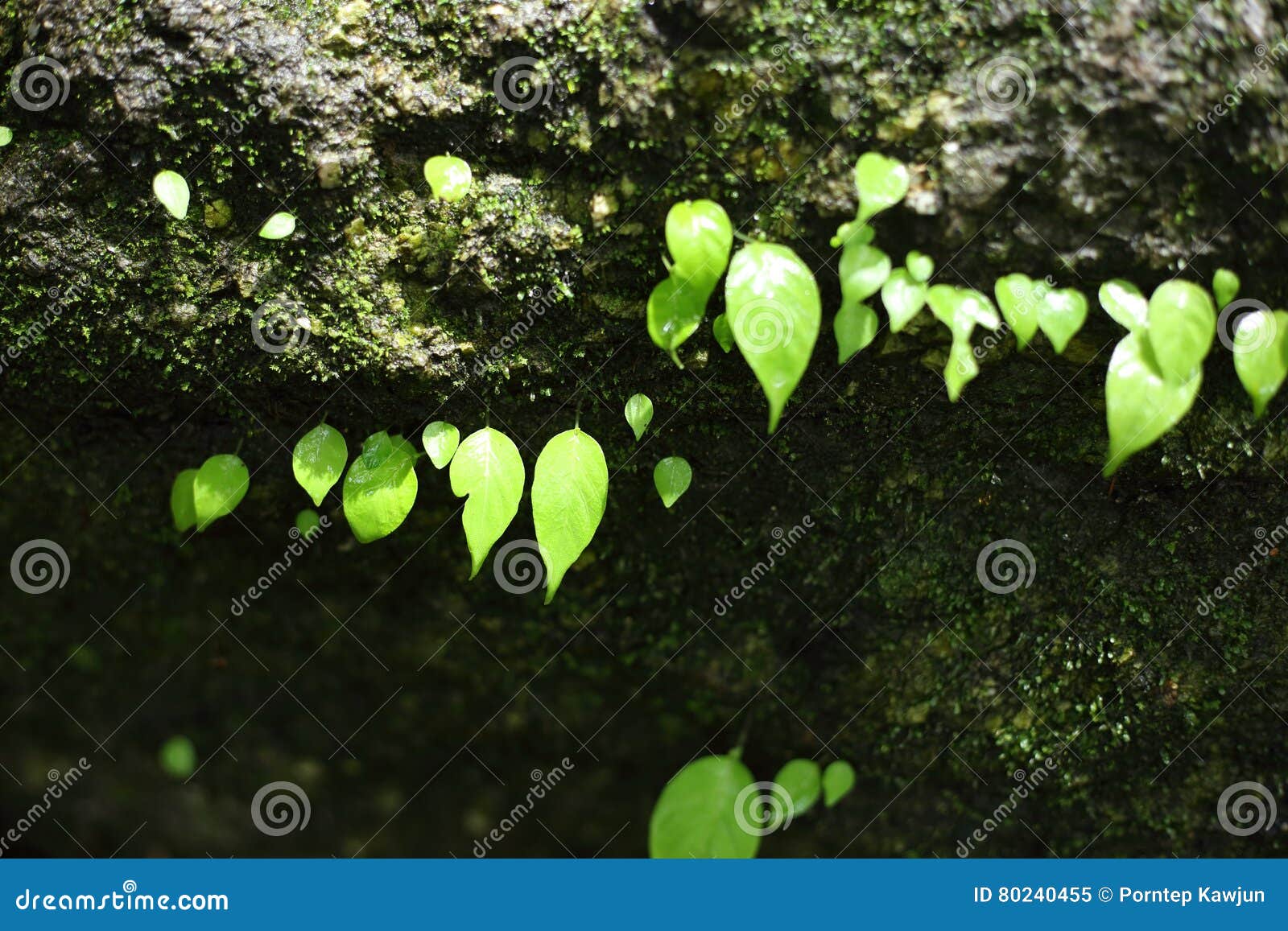 Plants that Grow on Rocks in the Waterfall Stock Image - Image of petal ...