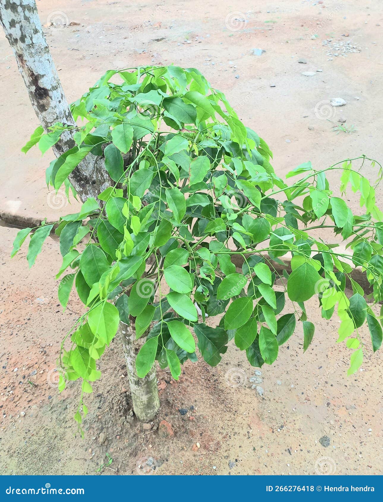 Plants that Grow in the Tropical Climate of the Island of Borneo Stock ...