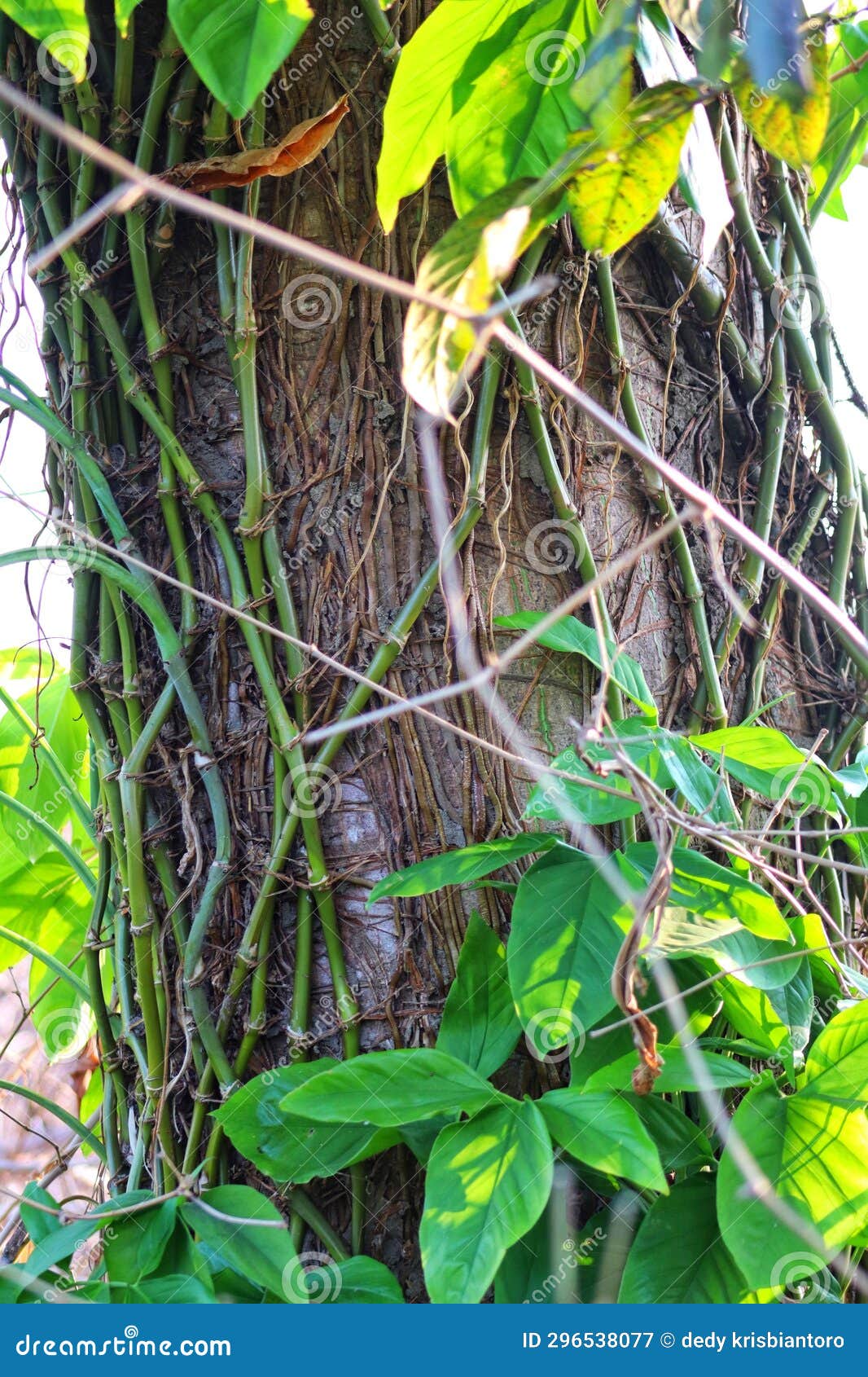Plants Grow Vines on Large Trees. Stock Image - Image of large, nature ...