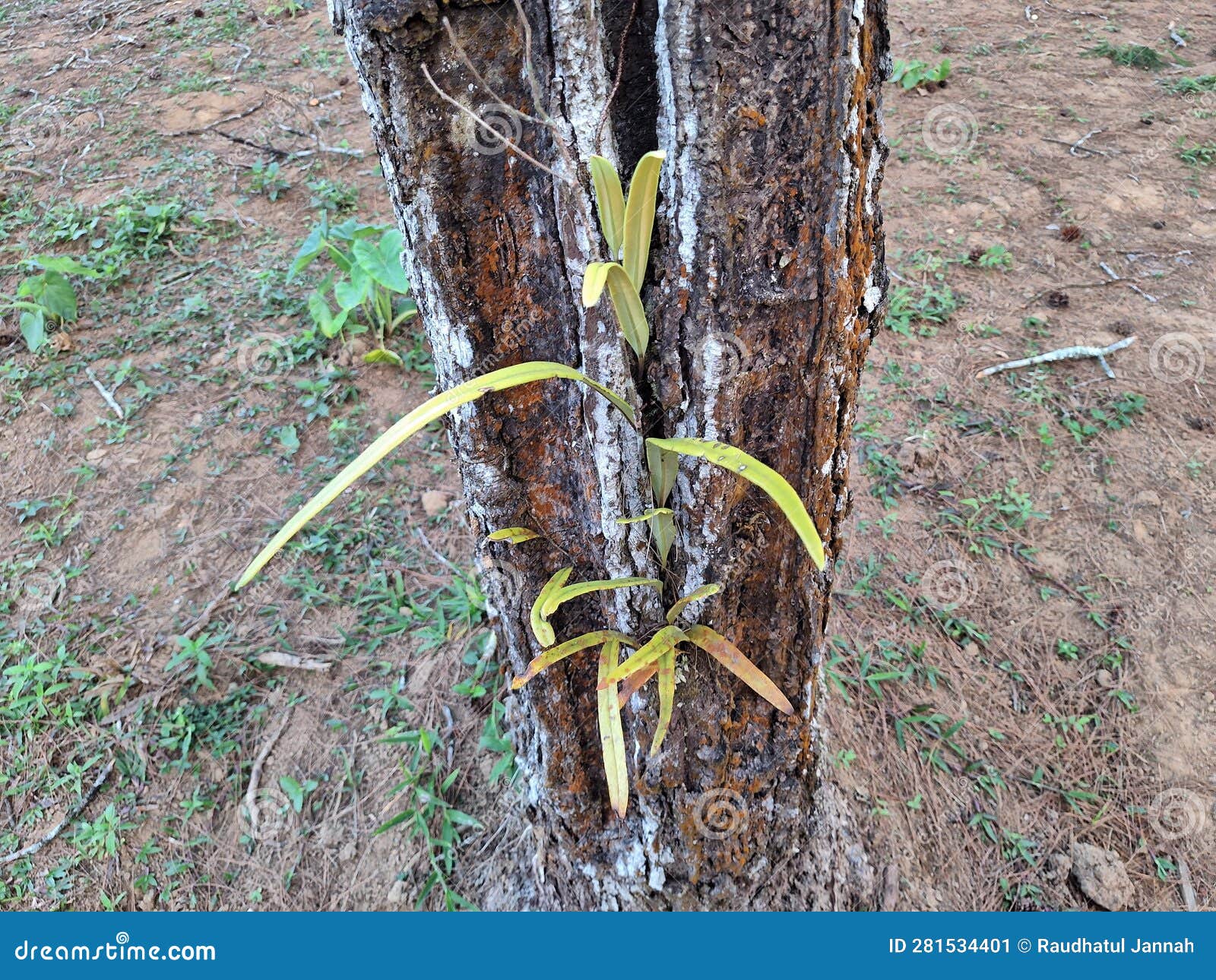 Plants that Grow Where Rubber is Extracted Stock Image - Image of soil ...