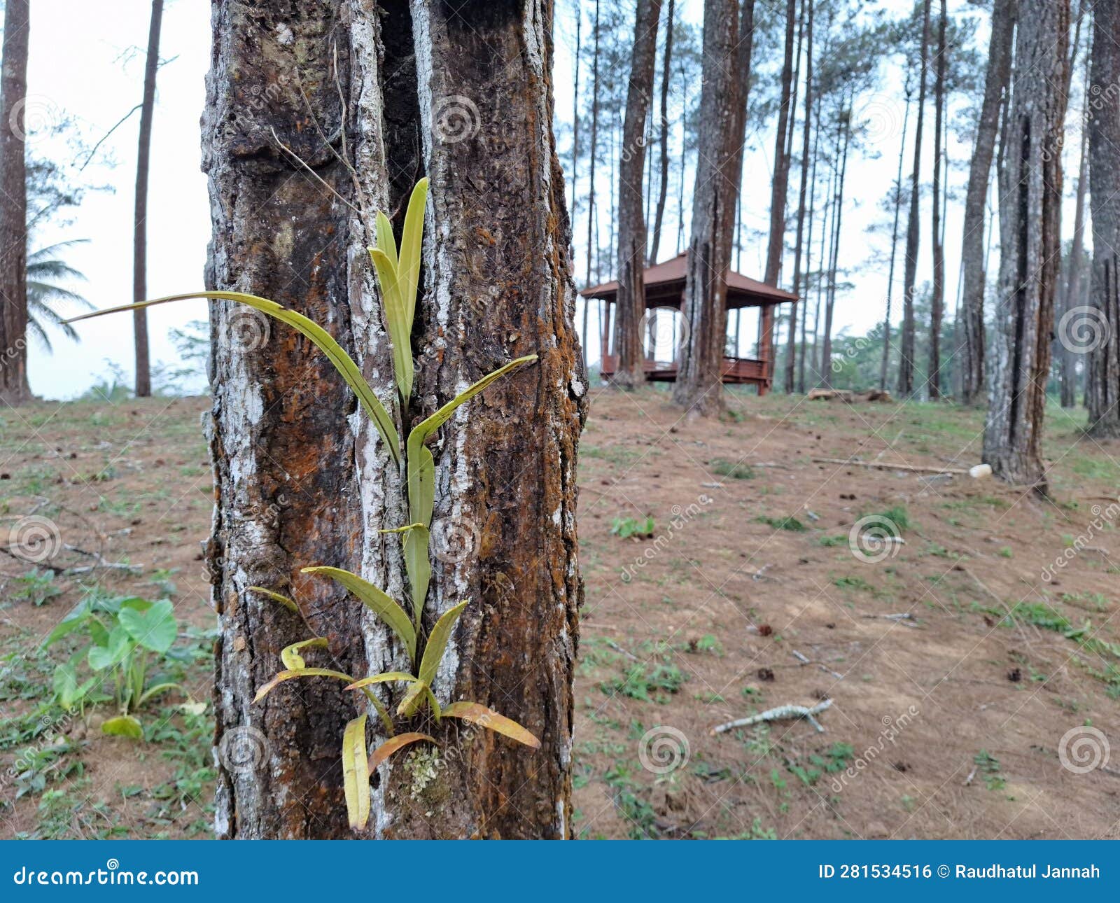 Plants that Grow Where Rubber is Extracted Stock Photo - Image of trail ...