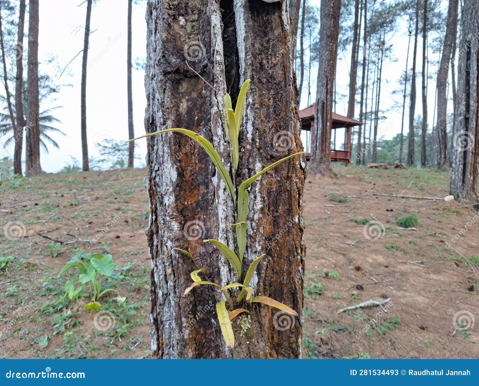 Plants that Grow Where Rubber is Extracted Stock Image - Image of ...