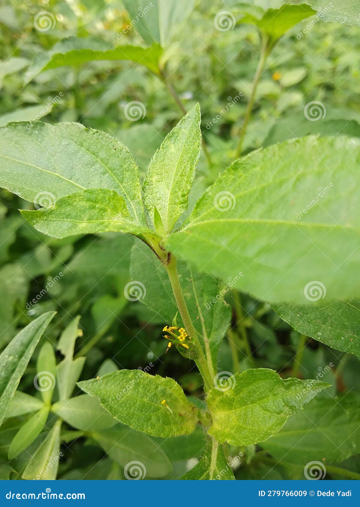 Plants that Grow Wild in Fields or Gardens Stock Image - Image of leave ...