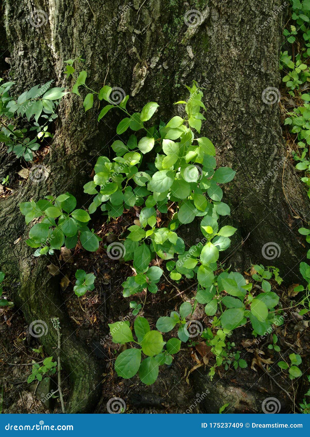 Plants growing around tree stock image. Image of nature - 175237409