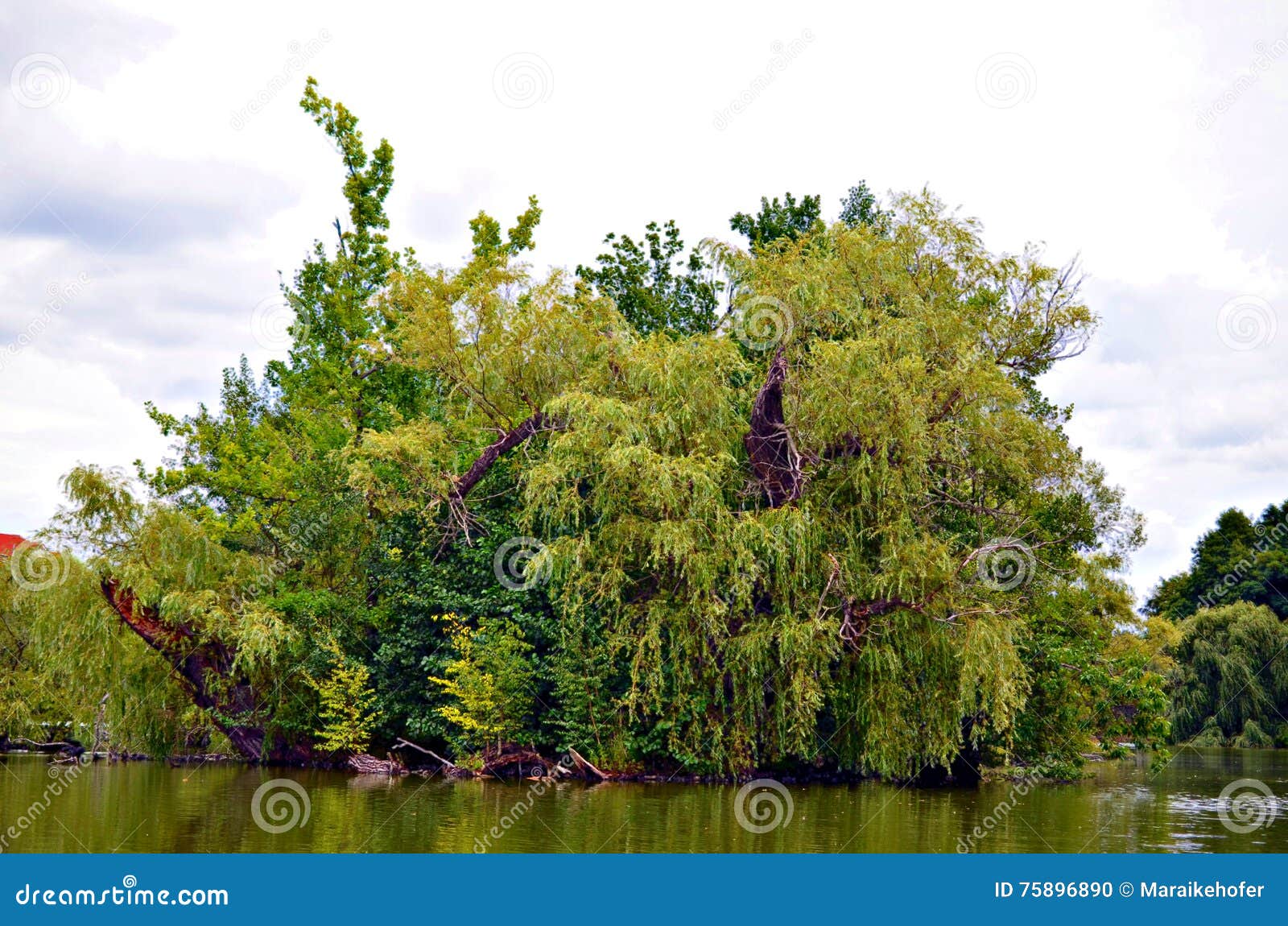 Plants Growing Close To a Lake Stock Photo - Image of green, forest ...