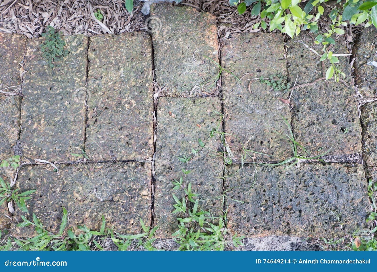 Plants Growing between Concrete Pavement Stock Photo - Image of hassock ...
