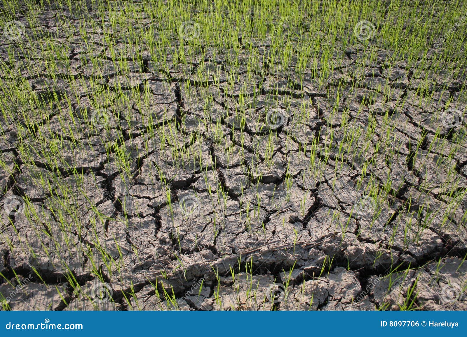 Plants Growing in Cracked Soil Stock Photo - Image of sparse, ground ...