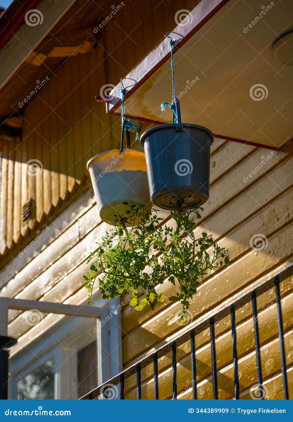 Plants Growing Downwards from Holes in the Bottom of Hanging Buckets ...
