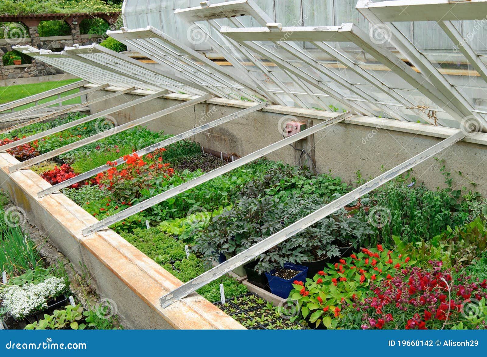 Plants Growing in Glass Frames Stock Photo - Image of foliage ...