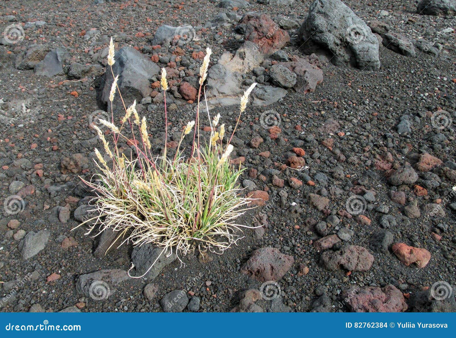 Plants Growing on Gray Volcanic Lava and Ash Soil Stock Photo - Image ... Plants Growing on Gray Volcanic Lava and Ash Soil Stock Photo - Image ...