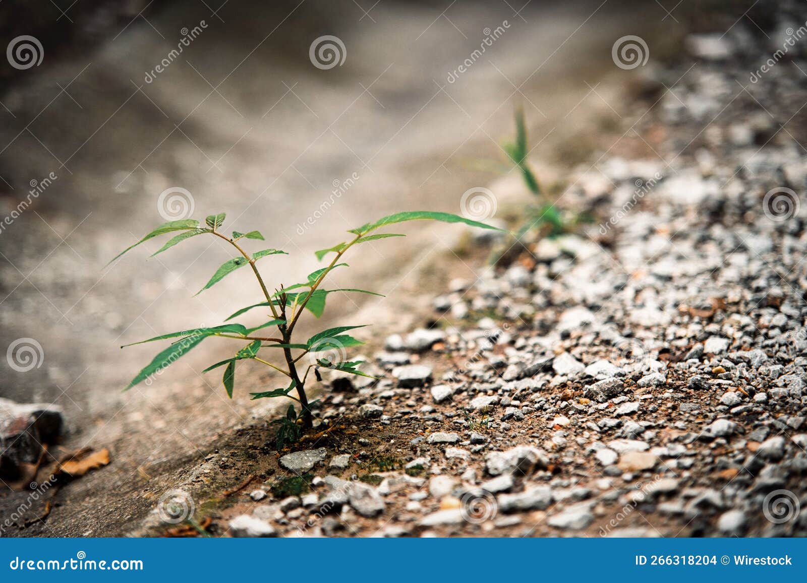 Plants Growing from the Ground. Stock Photo - Image of land ...