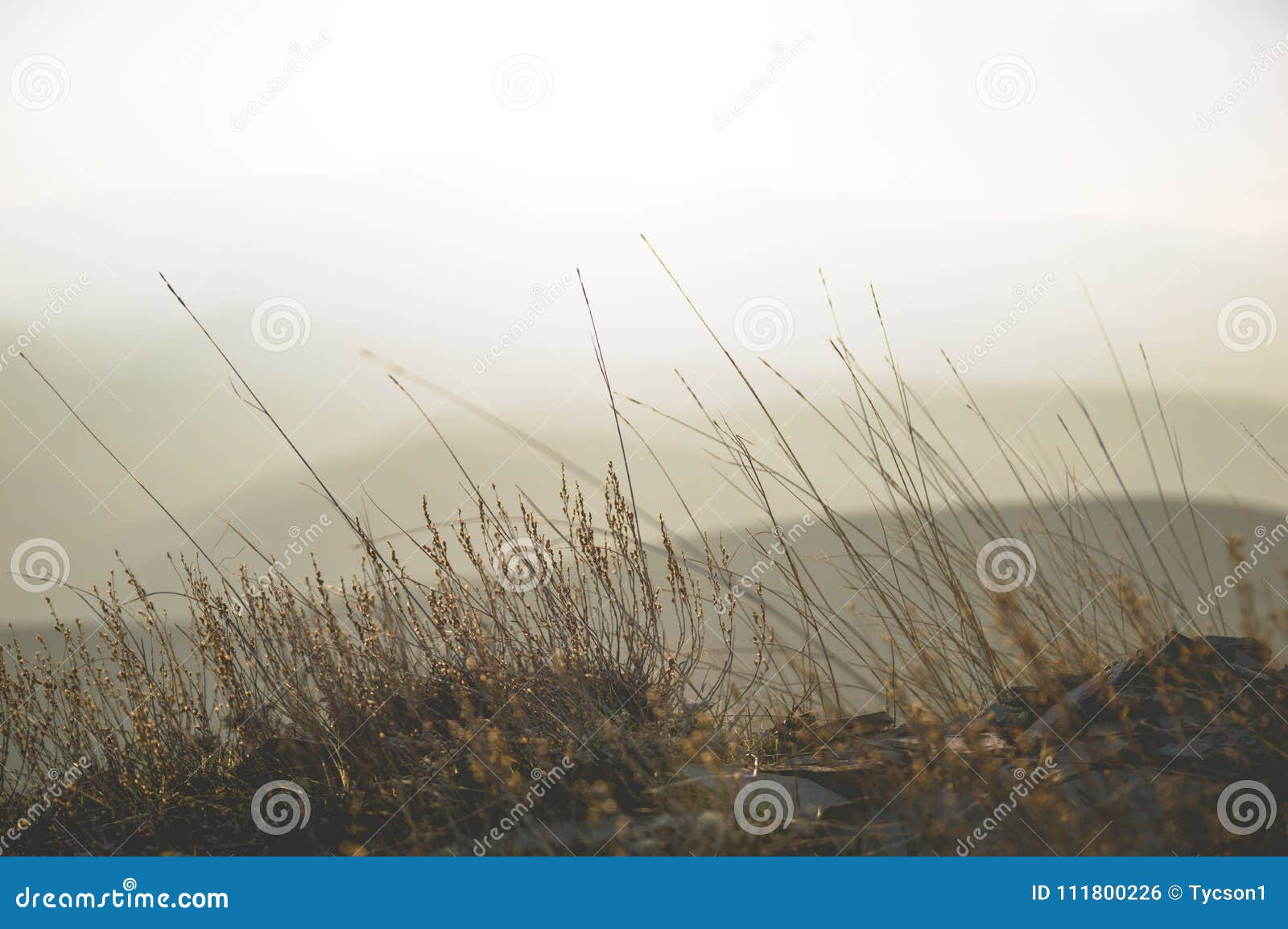 Plants Growing in the Highlands Stock Photo - Image of natural ...