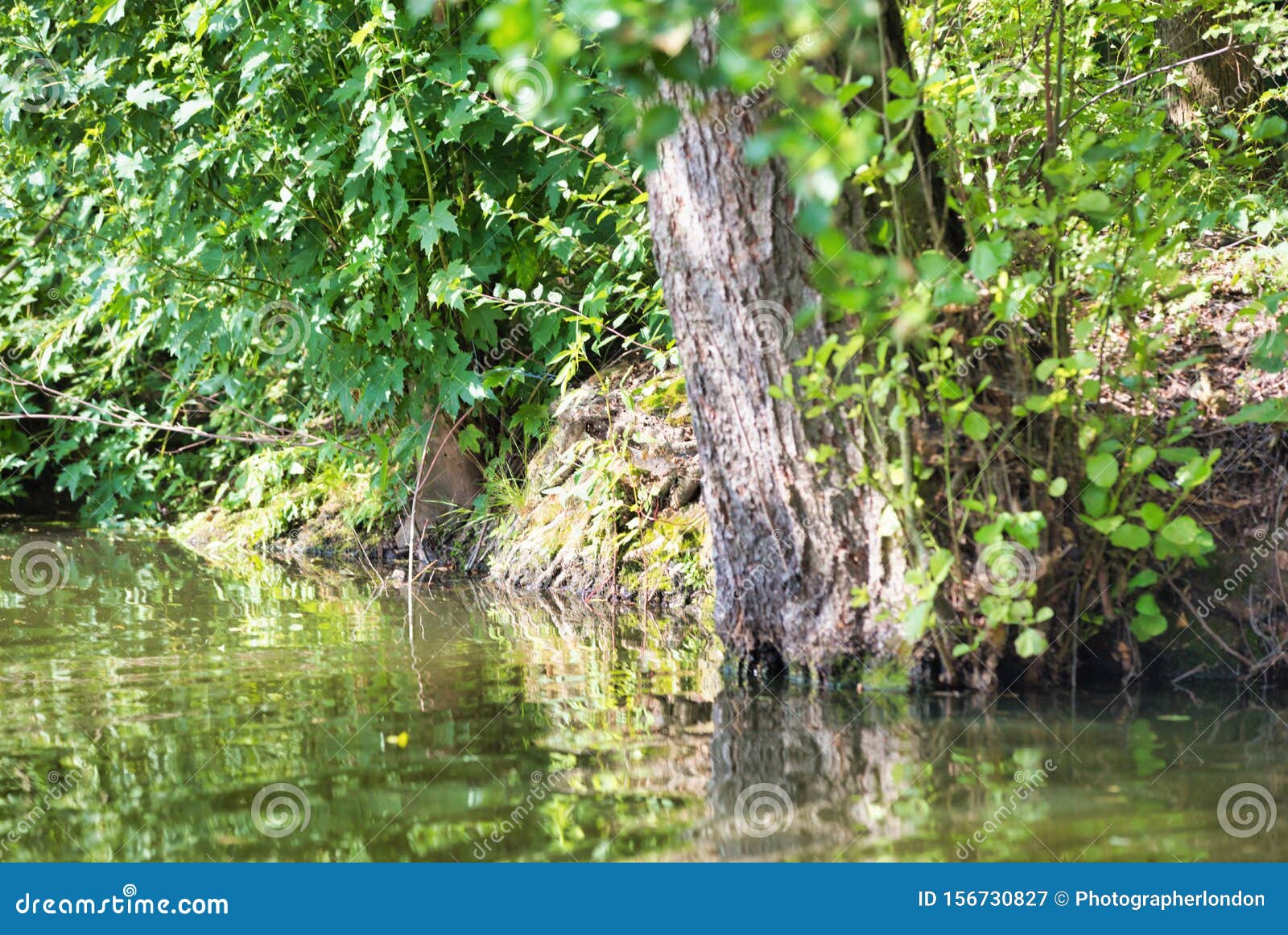 Plants growing in Lake stock image. Image of nature - 156730827