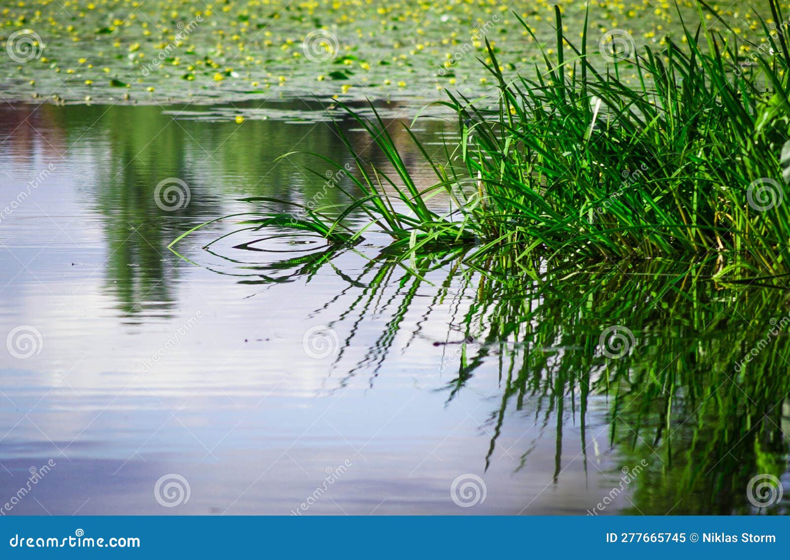 Plants Growing in a Lake during Summer Stock Image - Image of scenery ...