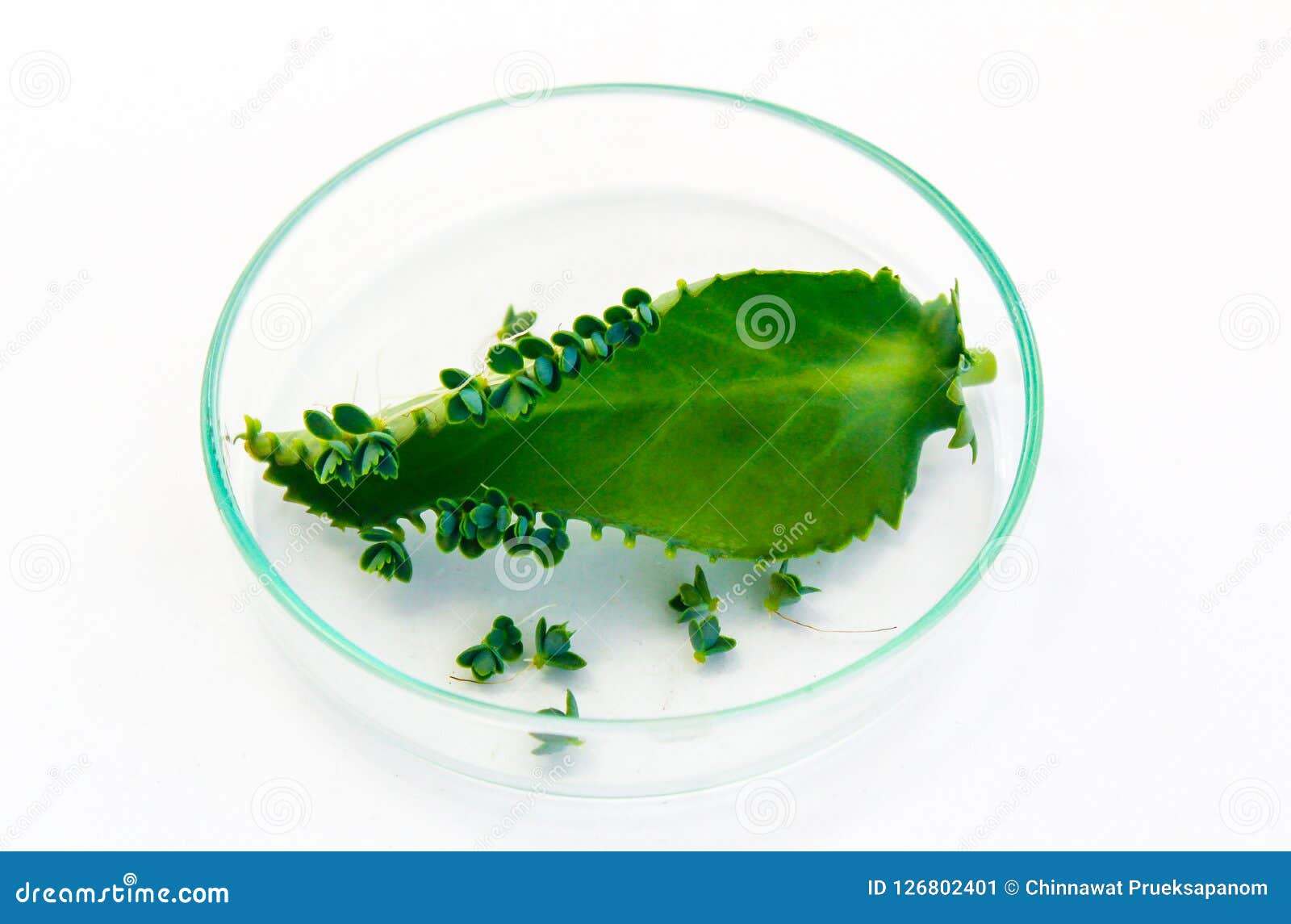 Reproductive Leaf Plants Growing on a Leaf . Stock Image - Image of ...