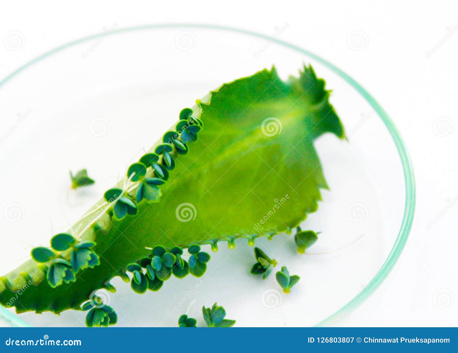 Reproductive Leaf Plants Growing on a Leaf . Stock Image - Image of ...